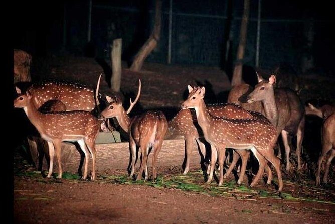 Chiang Mai Night Safari Tour including Transfer (Minimum 2 pax) - The Sum Up