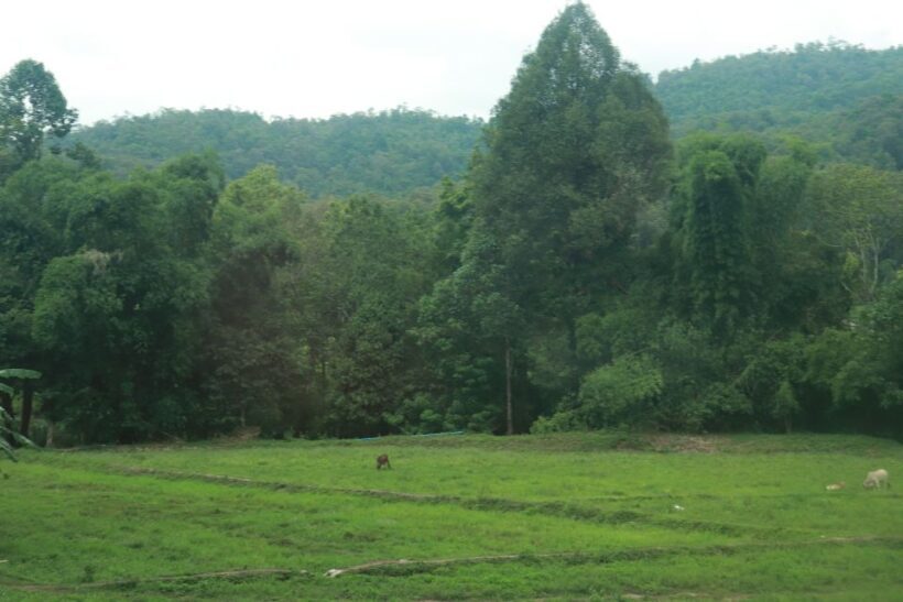 Chiang Mai: One Day Trek Sanpatong (Mae Win Area) - Final Thoughts: Who Is This Tour Best For?