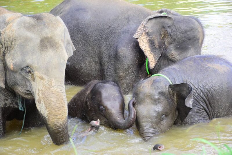 Chiang Mai: Private Elephant Care Experience for Couples - FAQ