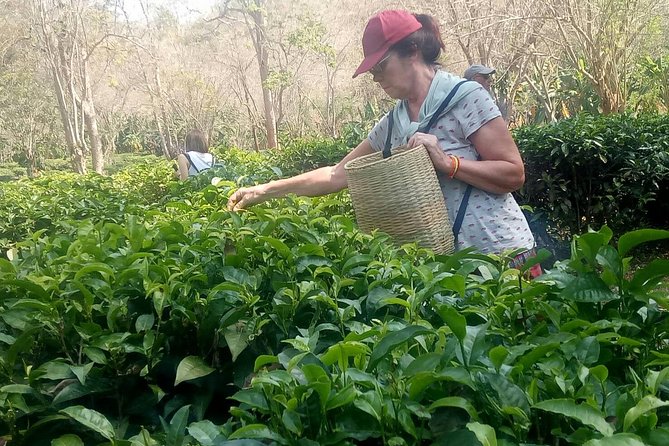 Chiang Mai Private Tour with Tea Plantation, Karen Village, Doi Suthep - Who Should Consider This Tour?