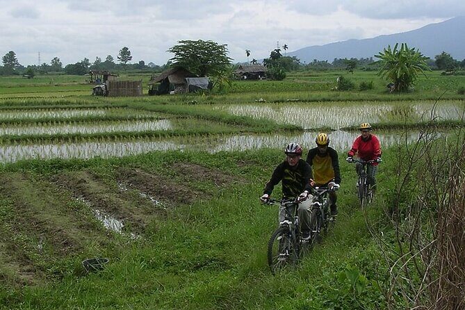 Chiang Mai Rice Fields Biking Tour - The Practicalities and Price