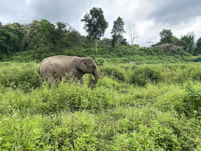 Chiang Mai: Small Group Ethical Elephant Sanctuary Tour - FAQ