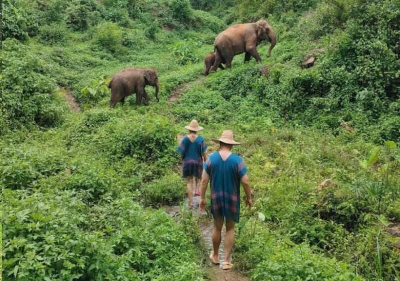 Chiang Mai | TeeTee Elephant Home Elephant Care Half-Day - Who Will Love This Tour?