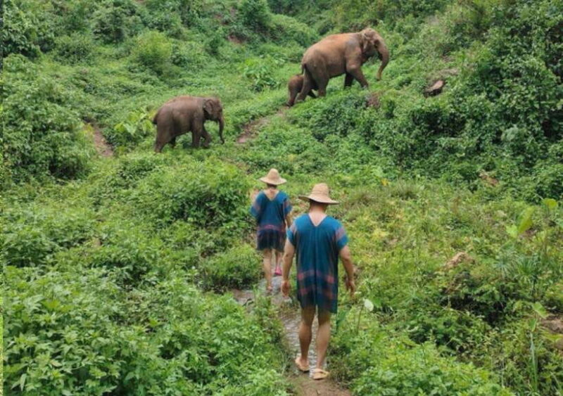 Chiang Mai | TeeTee Elephant Home Elephant Care Half-Day - FAQ