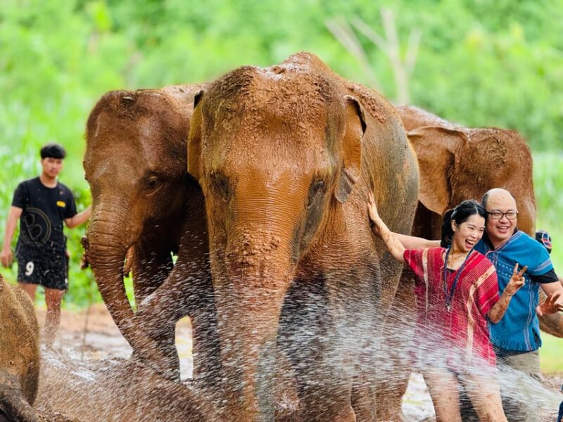 Chiang Mai : Temple , Nature and culture in one day. - Elephant Encounter: Close and Personal