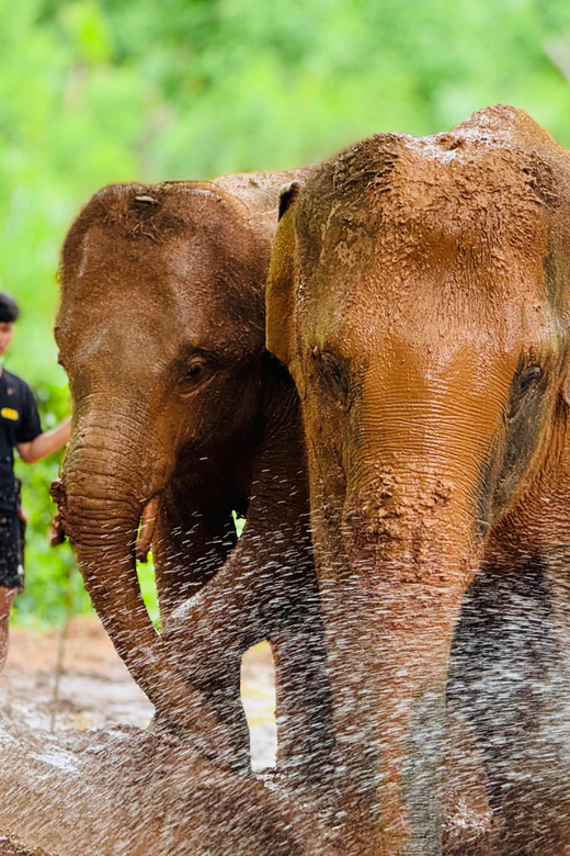 Chiang Mai : Temple , Nature and culture in one day. - Exploring Wat Umong: A Quiet Forest Sanctuary