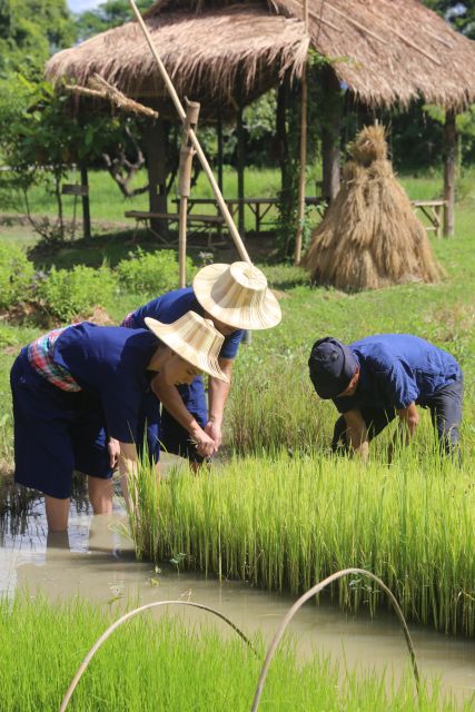 Chiang Mai: Thai Buffalo and Rice Planting Experience - Who Will Love This Tour?
