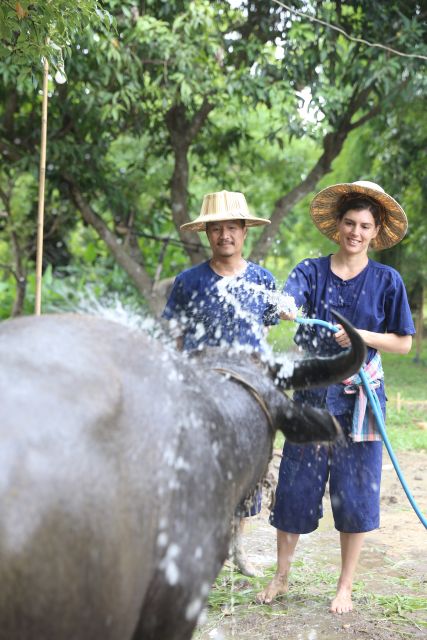 Chiang Mai: Thai Buffalo and Rice Planting Experience - The Sum Up