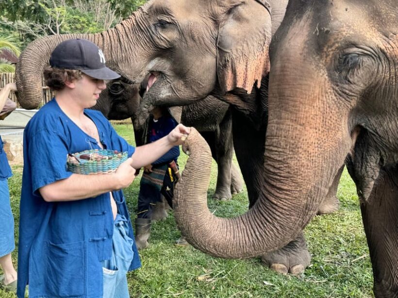 Chiang Mai Tour: Bua Tong Sticky Waterfall & Elephant Care - What Makes This Tour Stand Out?