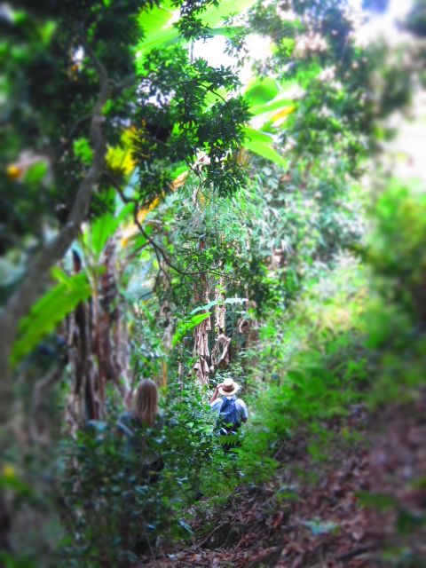 Chiang Mai: Tree House Stay & Jungle Zip-Lining - Discovering the Best of Chiang Mai: Tree House Stay & Jungle Zip-Lining