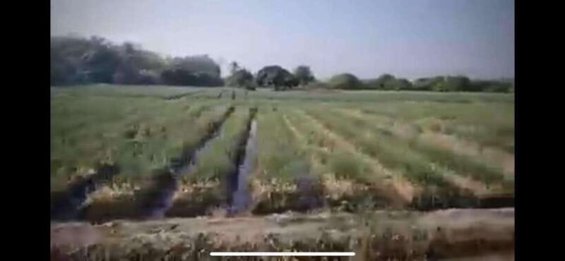 Chiang Mai: Tuk Tuk Driving Experience - Lunch and Relaxation