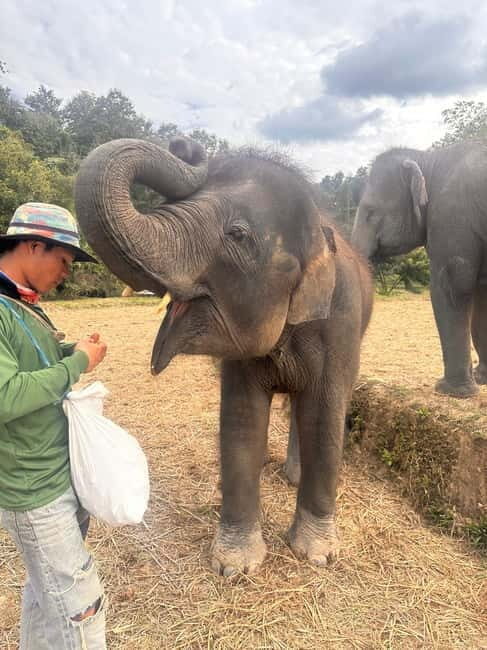 Chiang Mai: Two-day Temple of Elephants Sanctuary Tour - Who Is This Tour Best For?