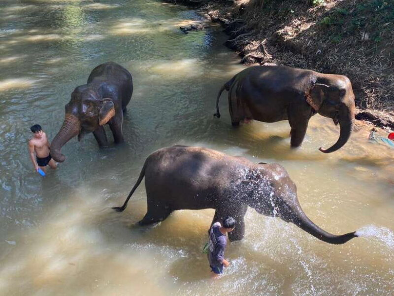 Chiang Mai Untouched Elephant: Nature Walk & Waterfall Trek - The Practical Side: What You Need to Know