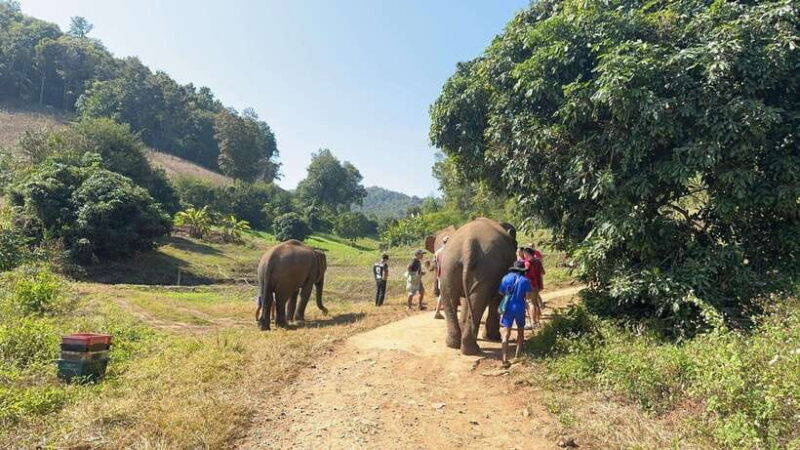 Chiang Mai Untouched Elephant: Nature Walk & Waterfall Trek - Who Will Love This Tour?