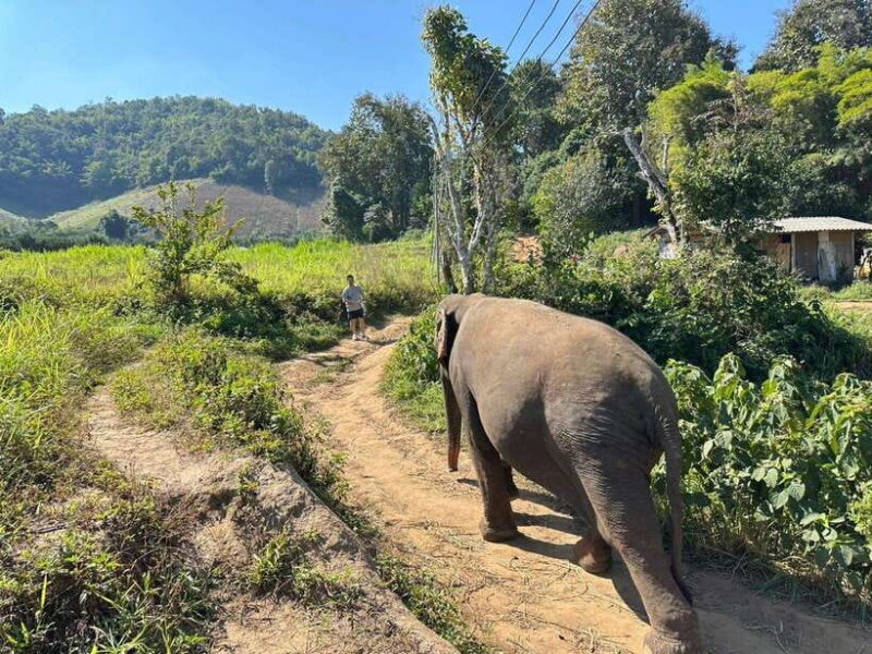 Chiang Mai Untouched Elephant: Nature Walk & Waterfall Trek - The Sum Up