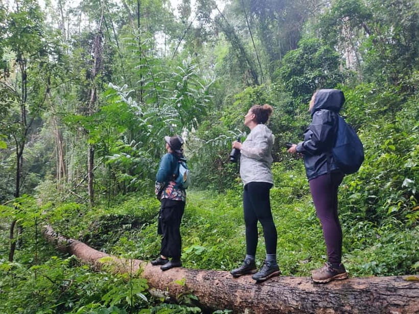 Chiang Mai: Wild Gibbon Encounters with Karen Homestay - A Closer Look at the Experience