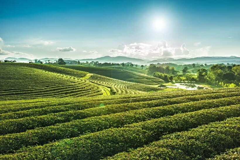 Chiang Rai: 7 Major Sites, Golden Triangle & Tea Plantation - A Closer Look at the Itinerary