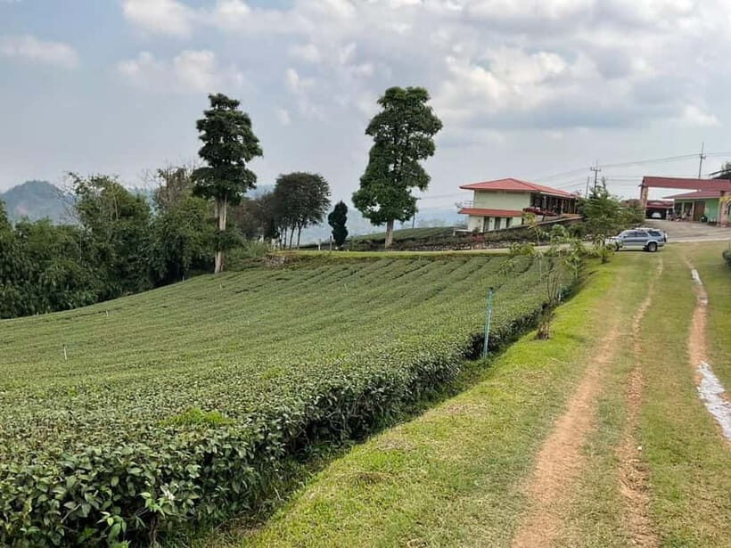 Chiang Rai: Mountains Discovery Doi Mae Salong & Doi Tung - An In-Depth Look at the Itinerary