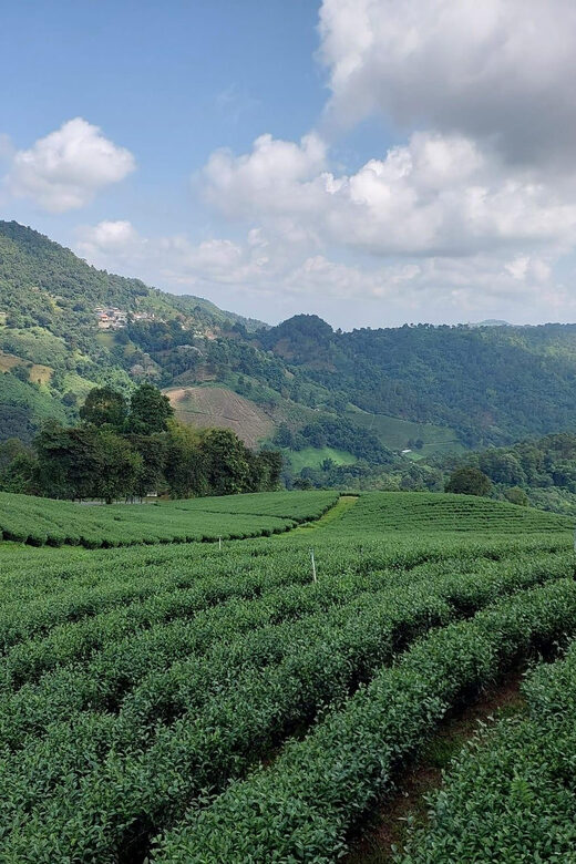 Chiang Rai: Mountains Discovery Doi Mae Salong & Doi Tung - What’s Not Included & Practical Considerations