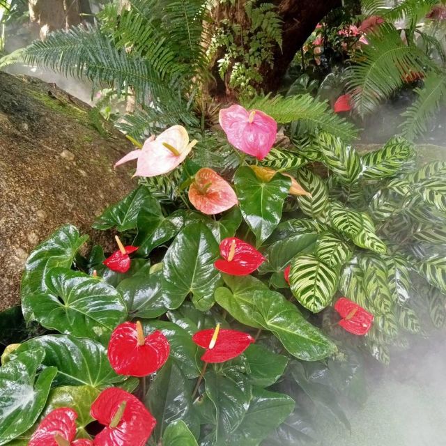 Chiang Rai White & Blue & Huay Pla Kang Temple& Lalitta Cafe - Final Thoughts: Who Should Book This Tour?