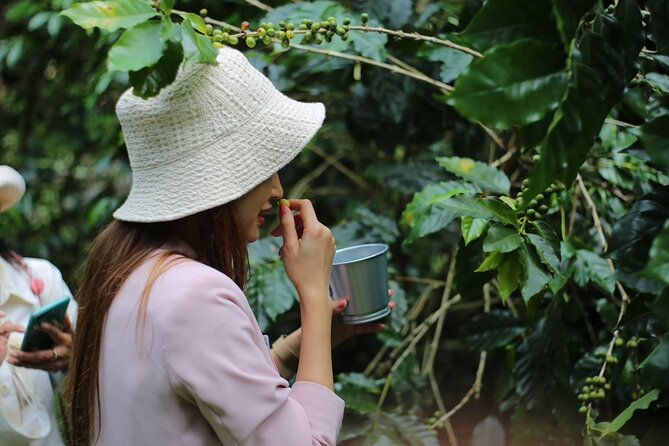 Chiangmai Coffee Farm Tour - Who Will Love This Tour?