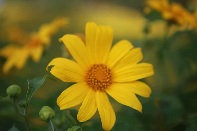 Chiangmai : Experience the magic of Mexican Sunflower field - A Detailed Look at the Tour Experience