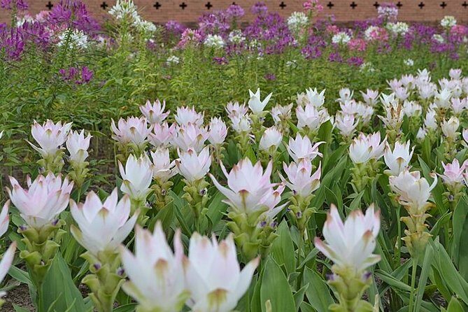 Chiangmai Grand Canyon and Royal Flora Rajapruk - An In-Depth Look at the Itinerary