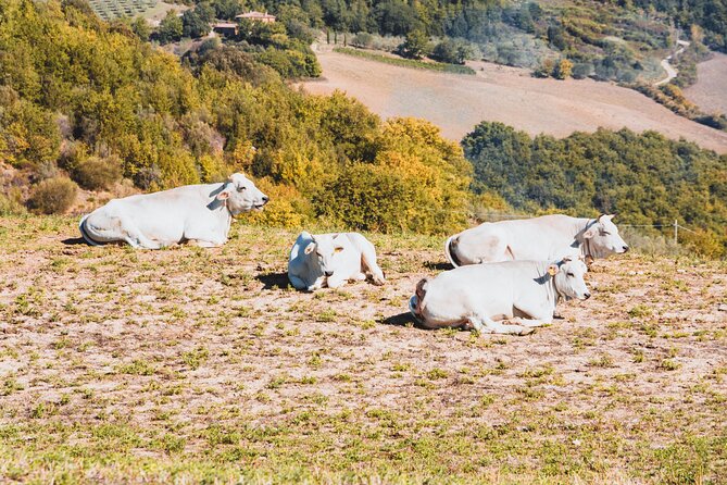 Chianina cattle Tour - Final Thoughts