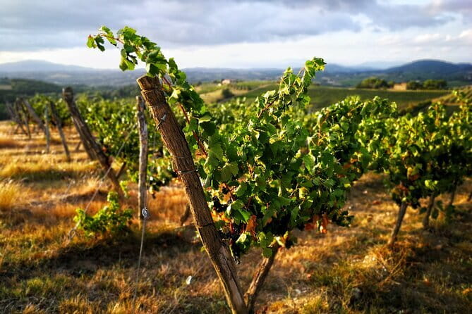 Chianti Classico E-bike Tour - Final Thoughts