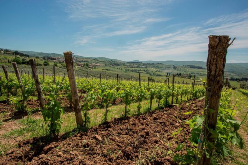 Chianti Classico Wines With Seasonal Farmers Dishes - Guided Tour of Vineyards and Olive Grove