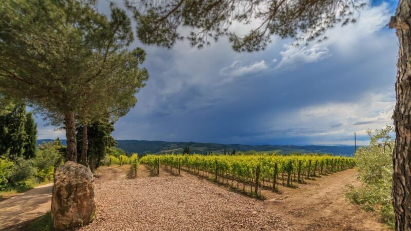 Chianti Classico Wines With Seasonal Farmers Dishes - Sommeliers Insights on the Region