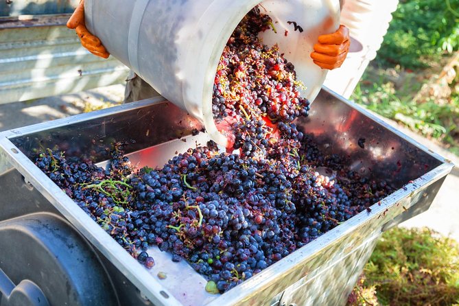 Chianti Half-Day Wine Tour in the Tuscans Hills From Pisa - Inclusions and Logistics