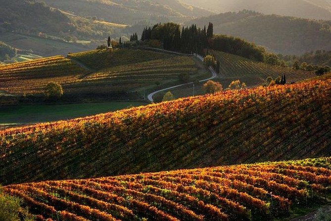 Chianti Half-Day Wine Tour in the Tuscans Hills From Pisa - Tour Experience and Reviews