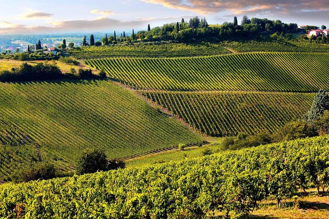Chianti Half-Day Wine Tour in the Tuscans Hills From Pisa - About the Winery and Wine-Making