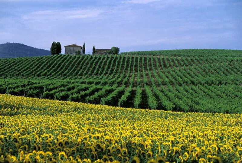 Chianti Half-Day Wine Tour included meal & tasting (5hrs) - Introduction