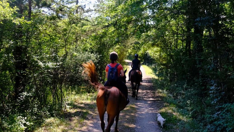 Chianti: Horseback Riding Through Vineyards and Woods - What to Expect During Your Ride