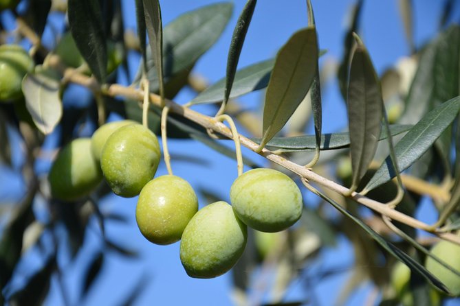 Chianti, SuperTuscan & San Gimignano - 2 wineries and light lunch - Frequently Asked Questions