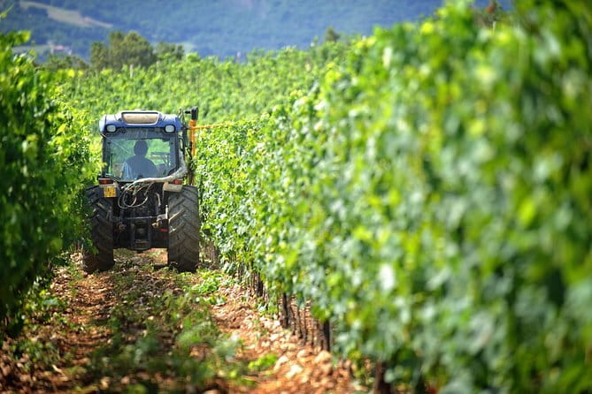 Chianti Vineyards Tours in Private Luxury Van from Florence - A Detailed Look at the Chianti Vineyards Private Tour from Florence