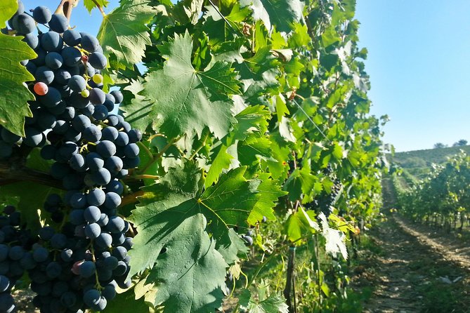 Chianti Wine Tour From Florence - Meeting Details