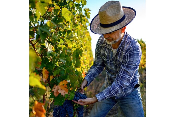 Chianti Wine Tour From Florence to San Gimignano With 2 Wineries - Knowledgeable and Friendly Tour Guides