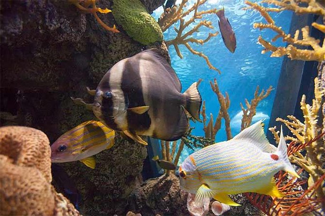 Chicago CityPASS® - Important Information