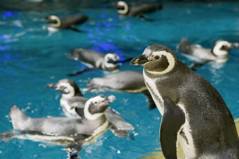 Chicago CityPASS®: Save up to 49% at 5 Top Attractions - Authentic Experience and Authenticity