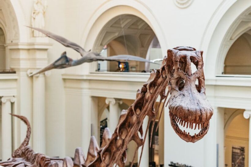 Chicago: Field Museum of Natural History Ticket or VIP Tour - An In-Depth Look at the Field Museum Experience