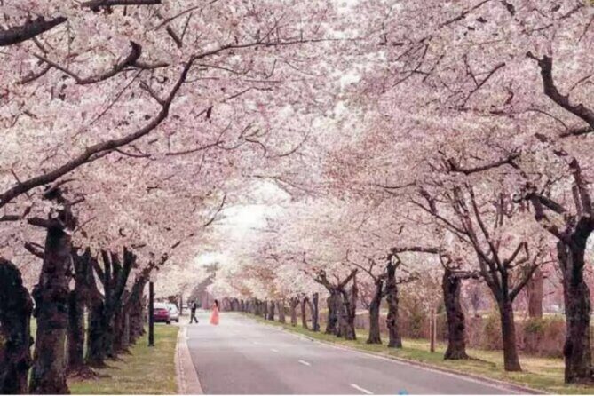 Chicago to Washington D.C. Cherry Blossom 3-Day Tour - Transportation & Logistics: Comfort and Practicalities