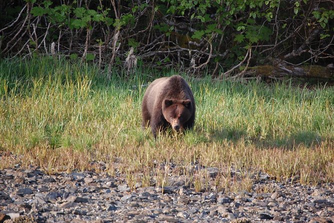 Chichagof Island Tour: Brown Bear Search - Transport and Group Dynamics