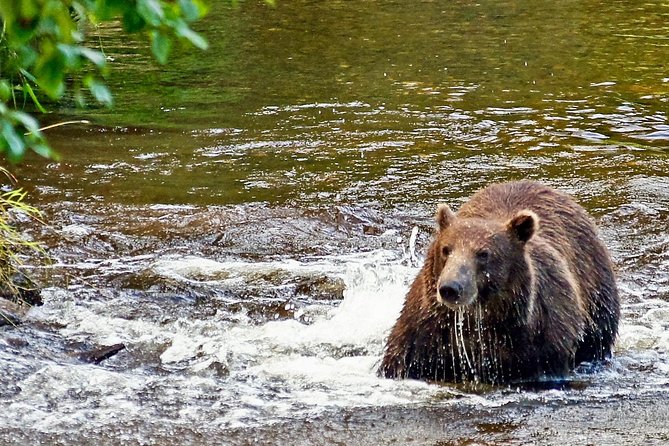 Chichagof Island Tour: Brown Bear Search - The Cost and Its Value