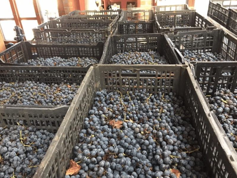 Chihuahua: Elemental Wine Experience with Tasting and Tour - An Introduction to the Chihuahua Elemental Wine Experience