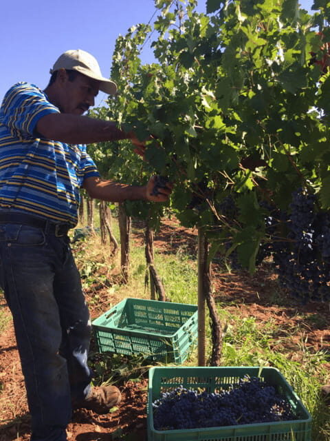 Chihuahua: Elemental Wine Experience with Tasting and Tour - The Value of This Experience