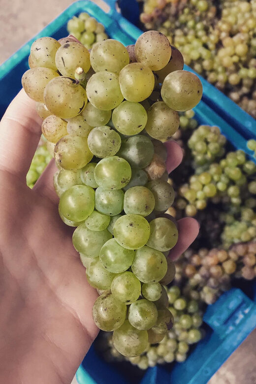 Chihuahua: Elemental Wine Experience with Tasting and Tour - Who Should Consider This Tour?