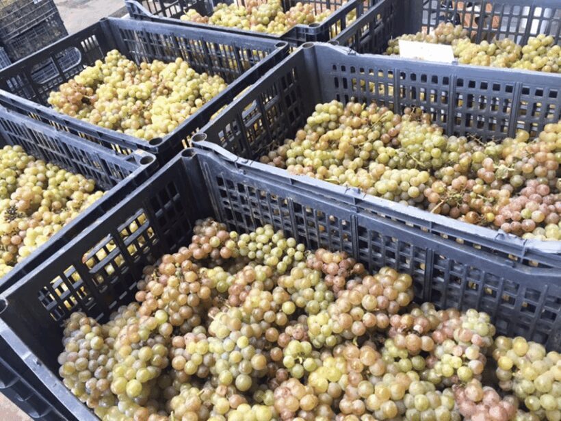 Chihuahua: Insignia Winery Wine Tasting Experience - FAQ